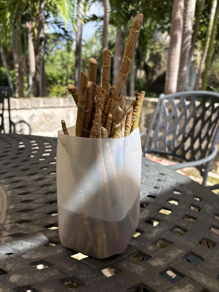 The cutting room – rockrootsretirement